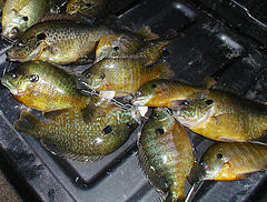 Pan Fishing 101 (Rigging)